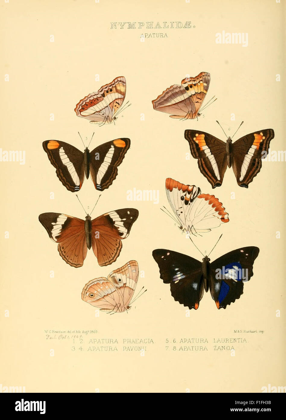 This work provides illustrations and descriptions of newly identified ...