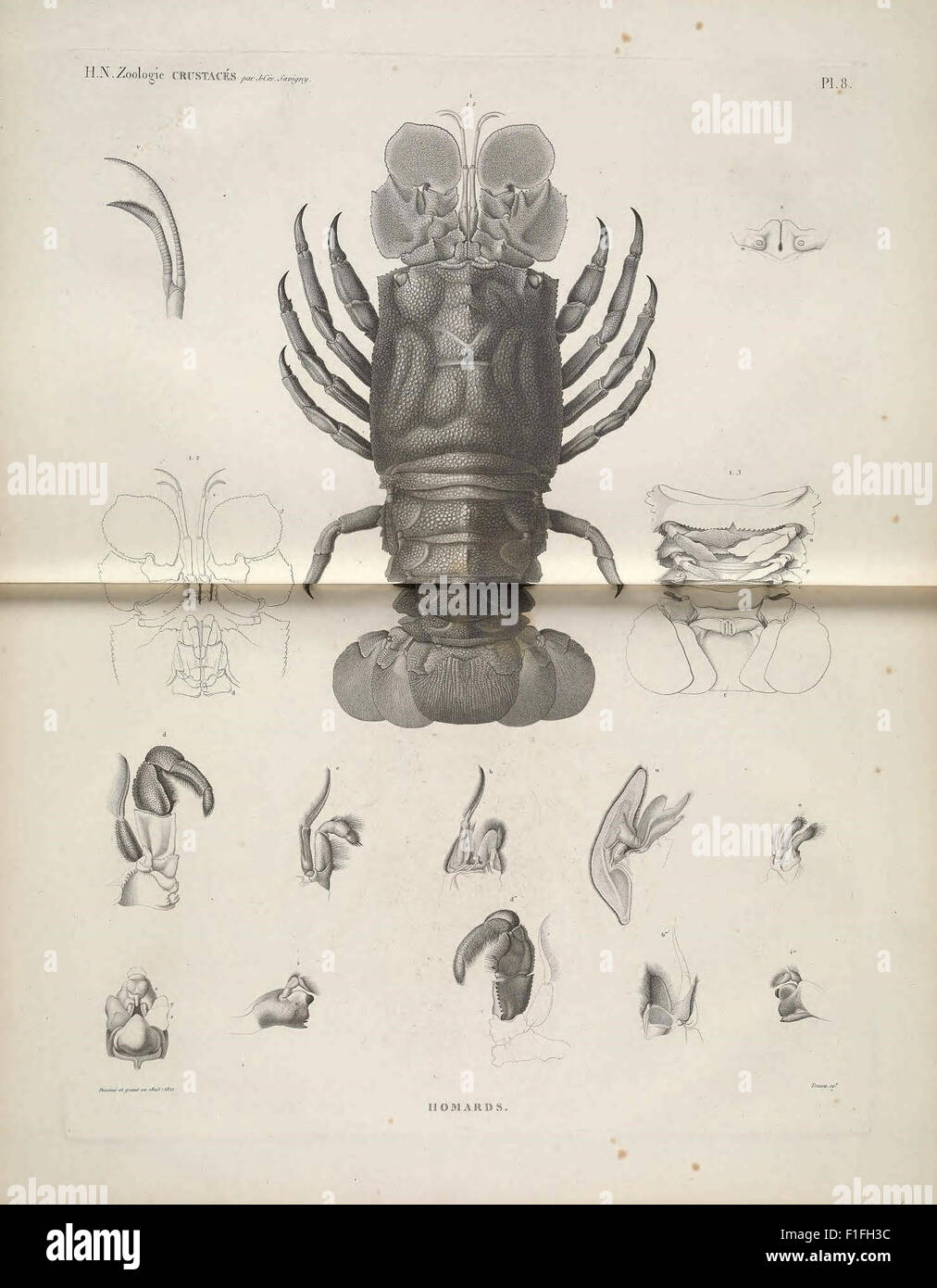 *Iconographie des Crustacés et des Arachnides de l'Égypte* is a ...