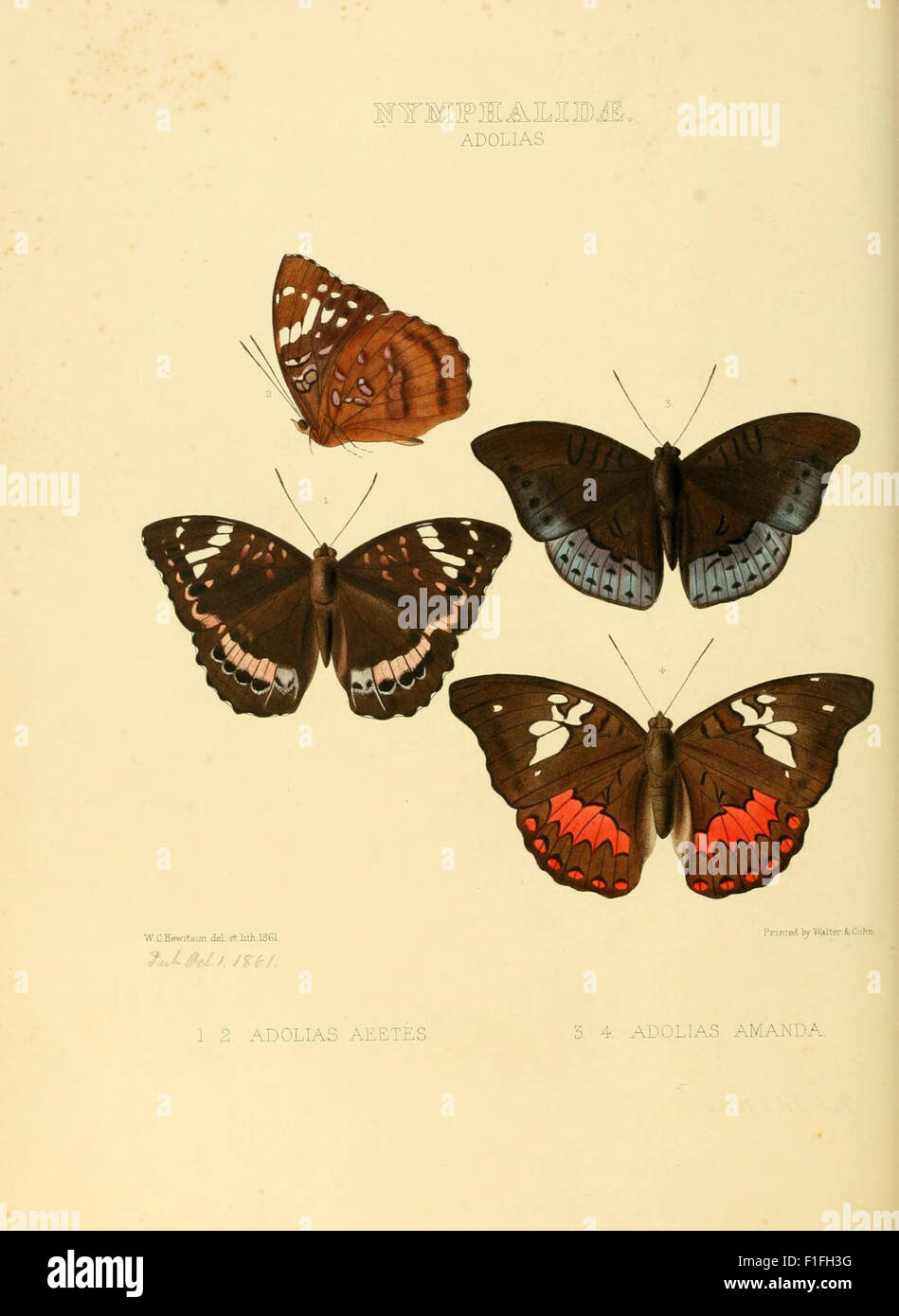 This work features illustrations of new species of exotic butterflies ...