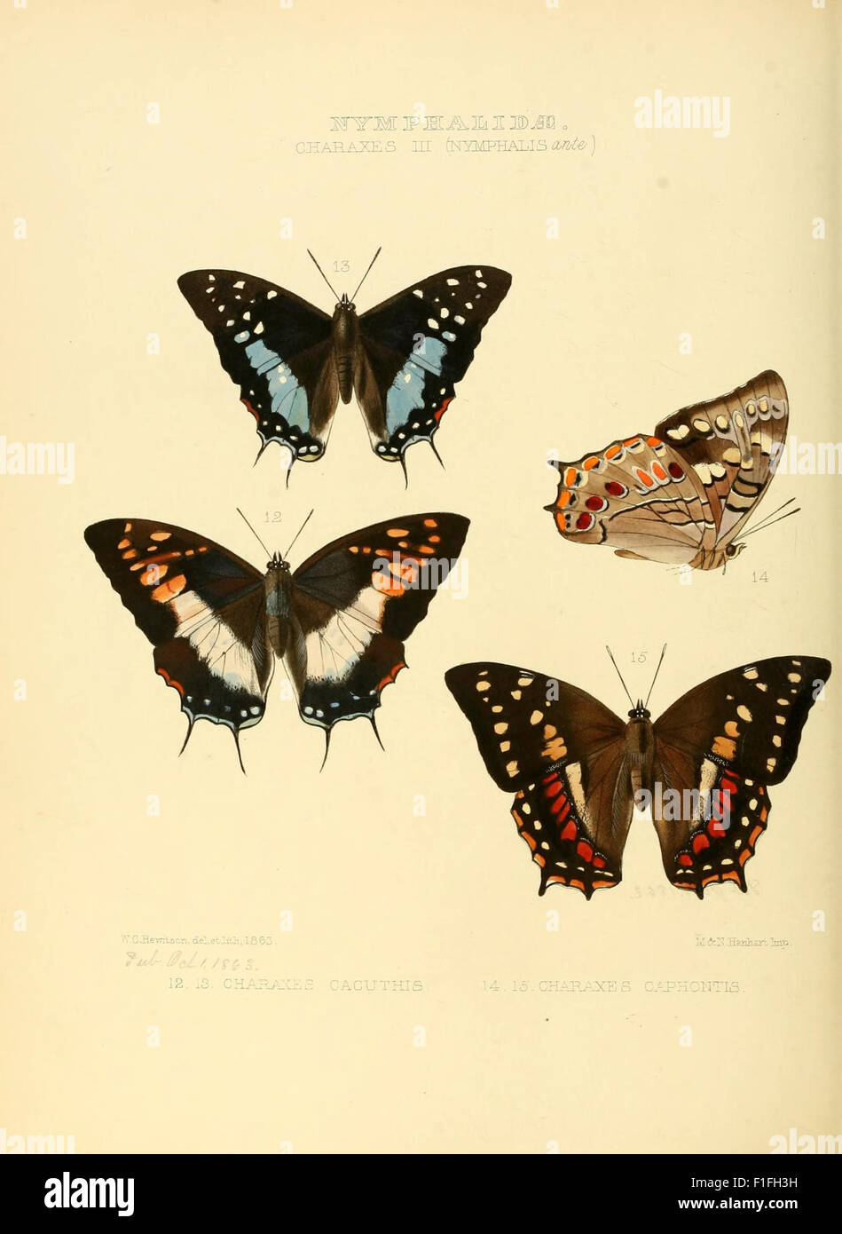 This work presents illustrations of newly discovered species of exotic ...
