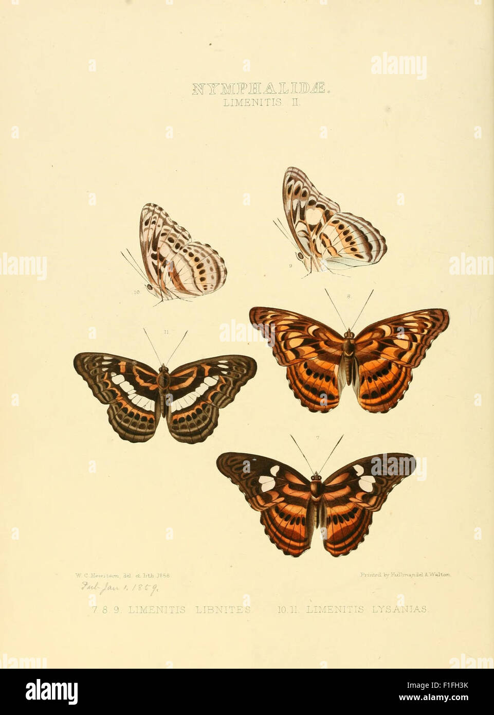 This work features the detailed illustrations of newly discovered ...