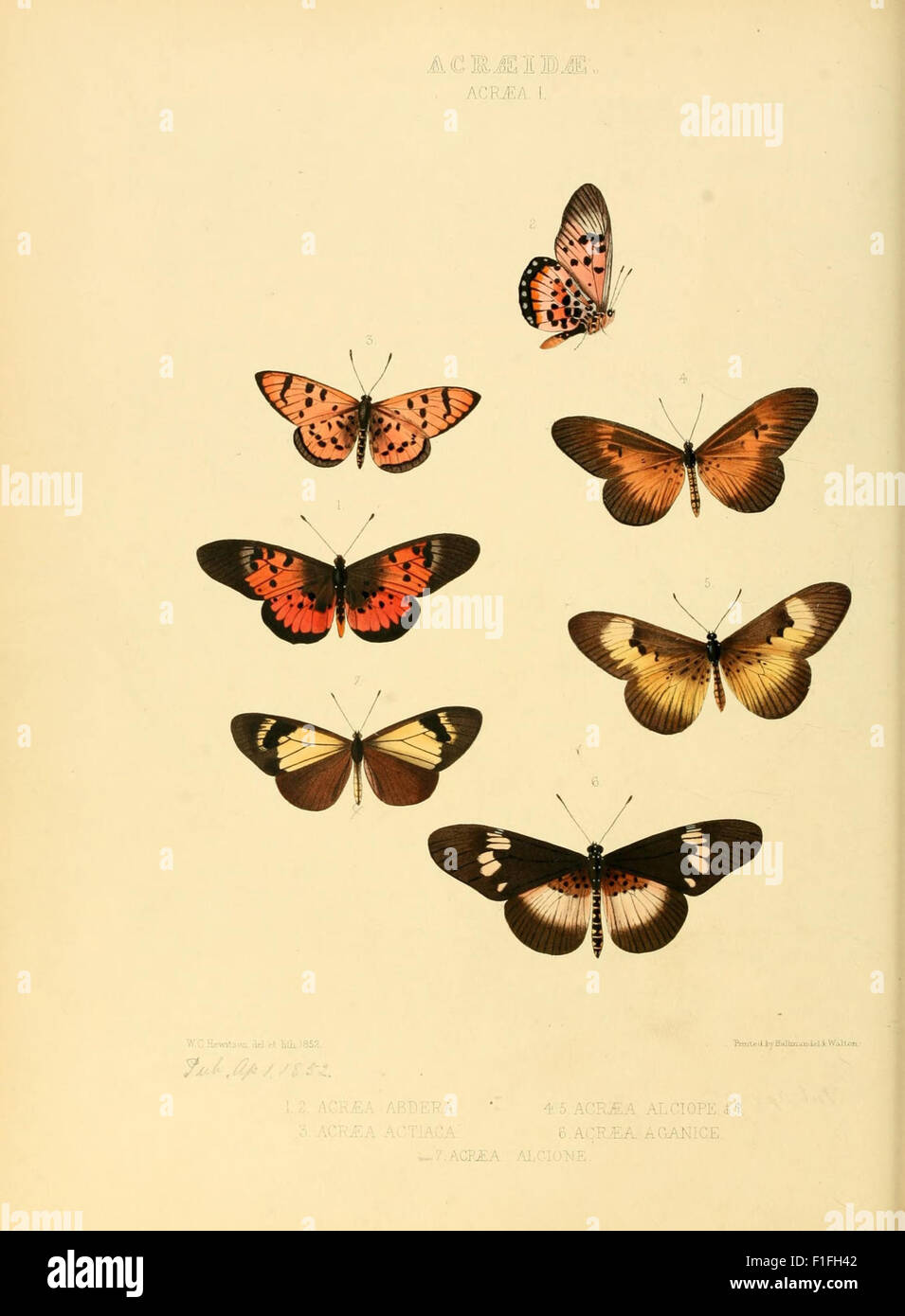 This work illustrates new species of exotic butterflies in the ...