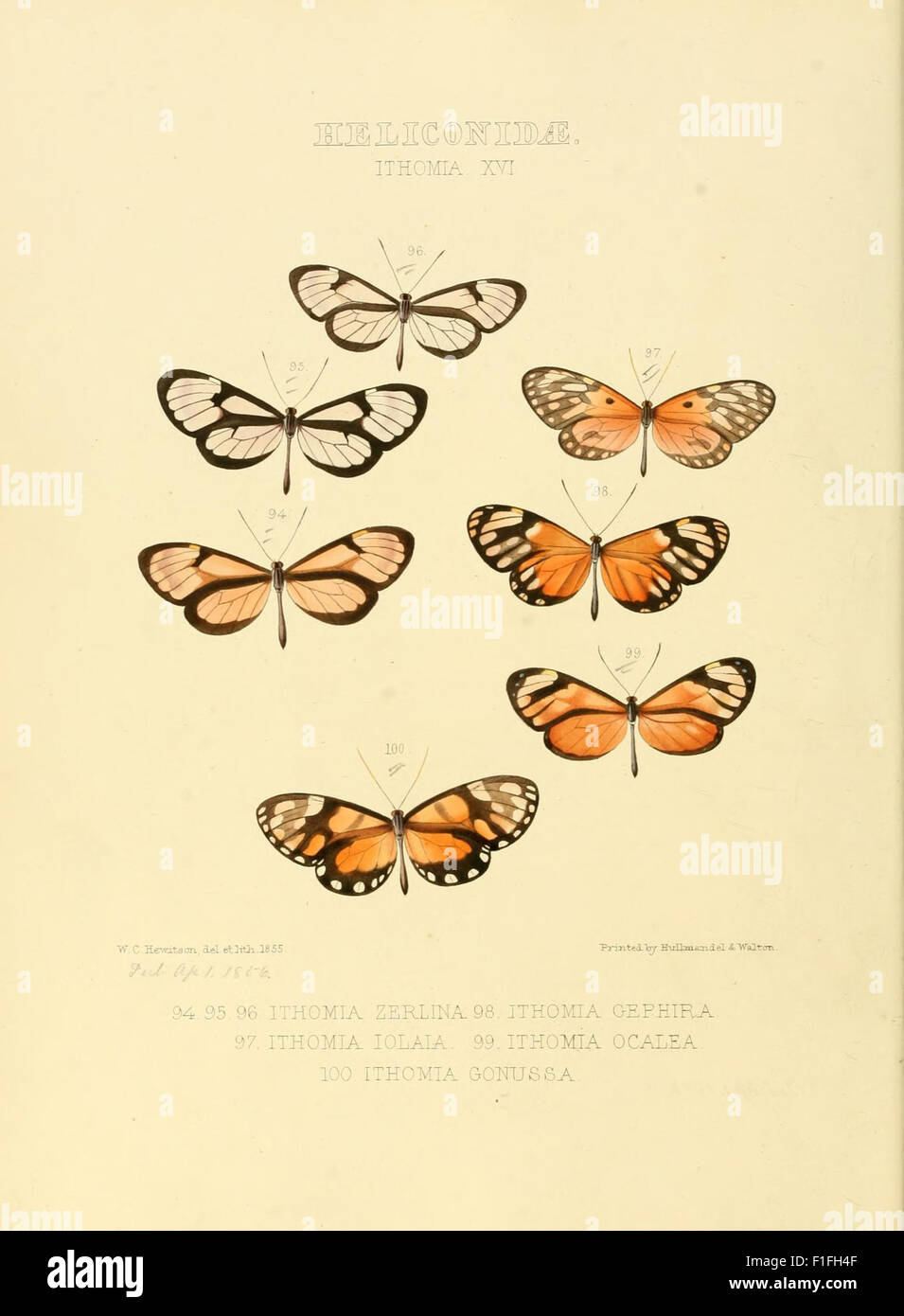 *Illustrations of New Species of Exotic Butterflies* features the ...
