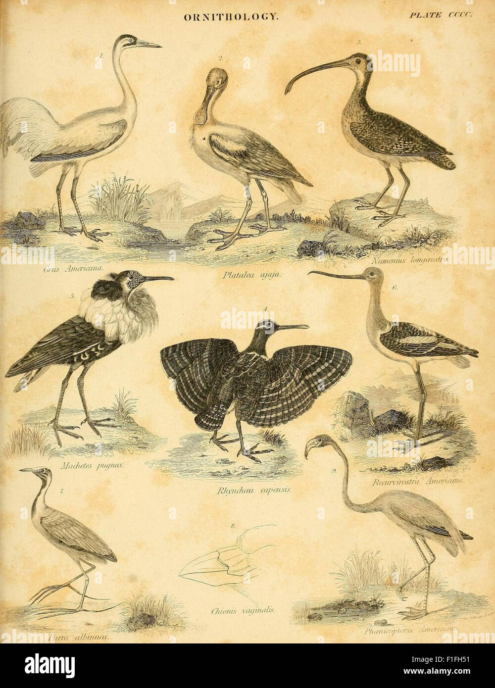 *An Introduction to the Natural History of Birds* is an early ...
