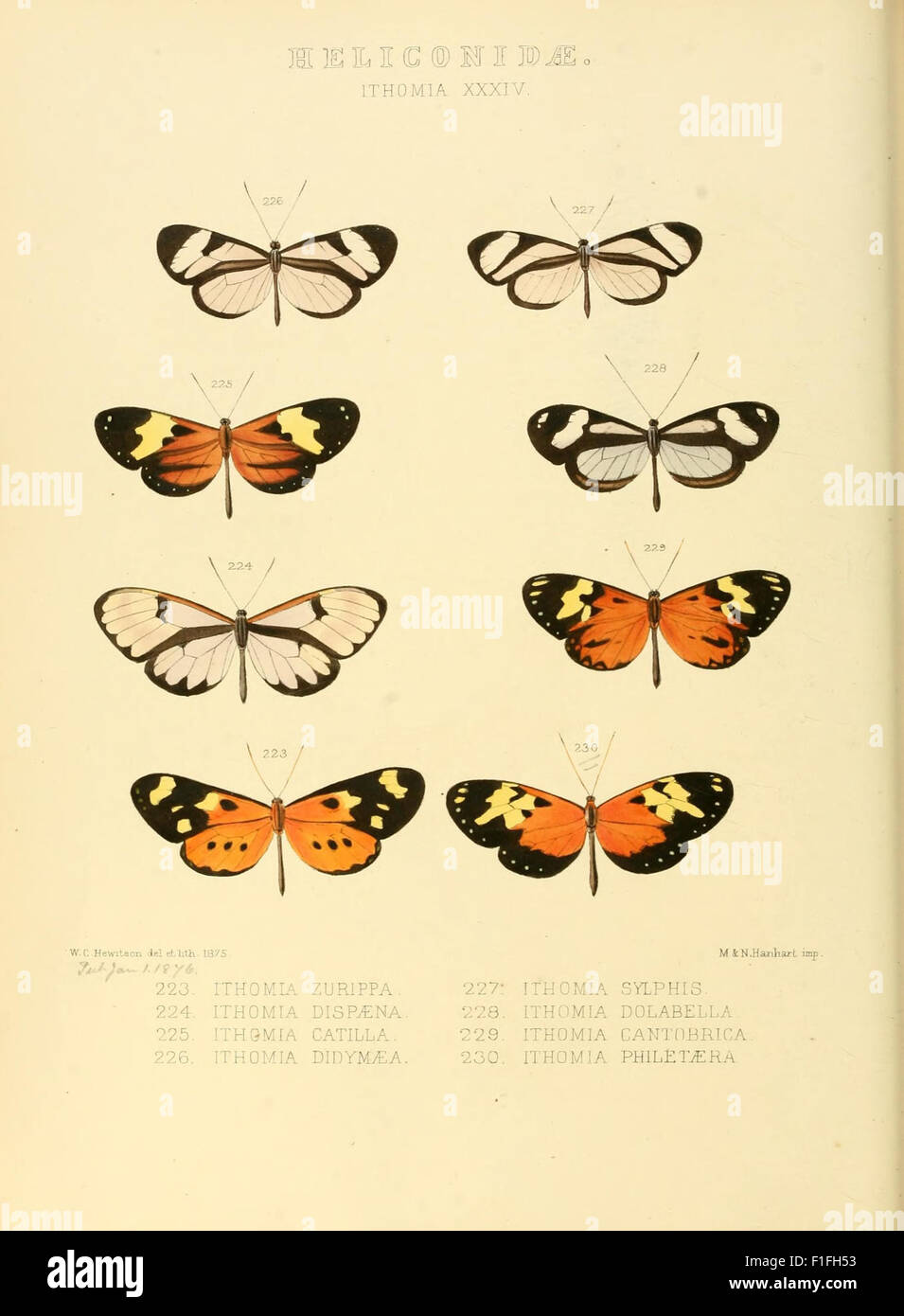 This work features detailed illustrations of newly discovered species ...