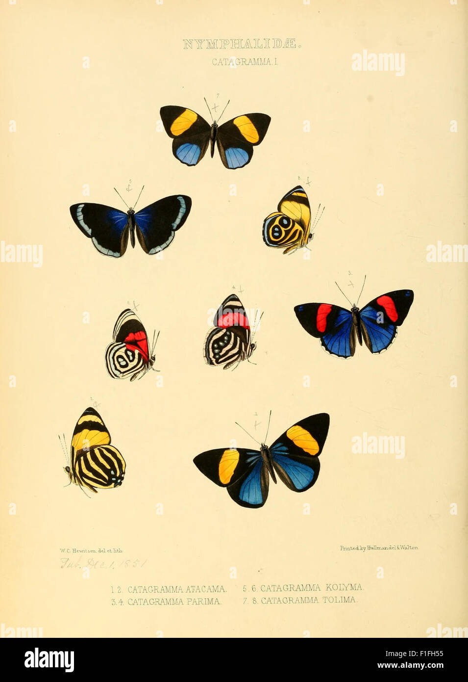 This work provides illustrations of new species of exotic butterflies ...