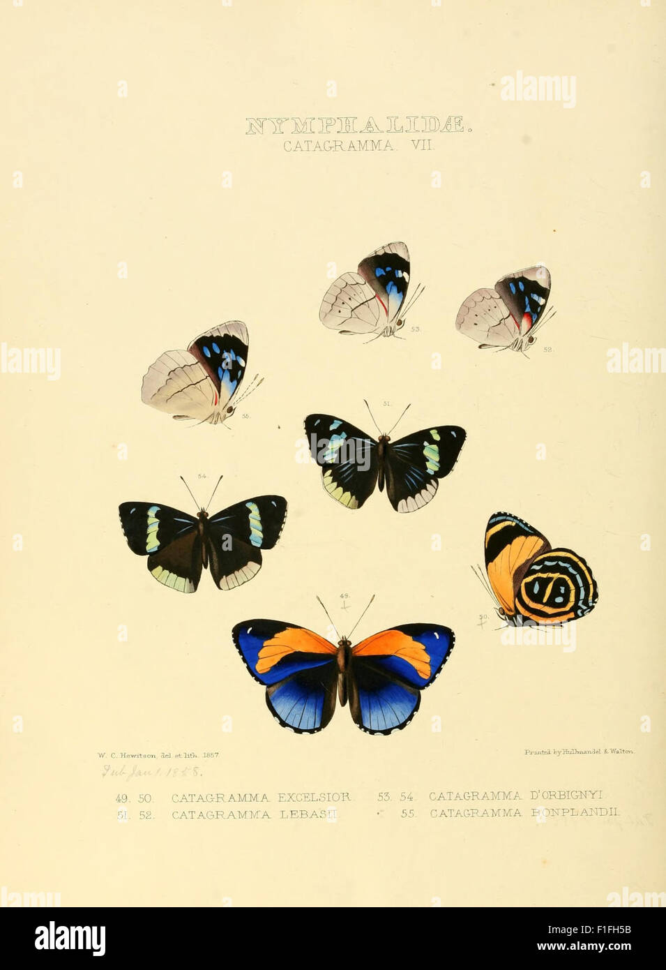 This work showcases illustrations of new species of exotic butterflies ...