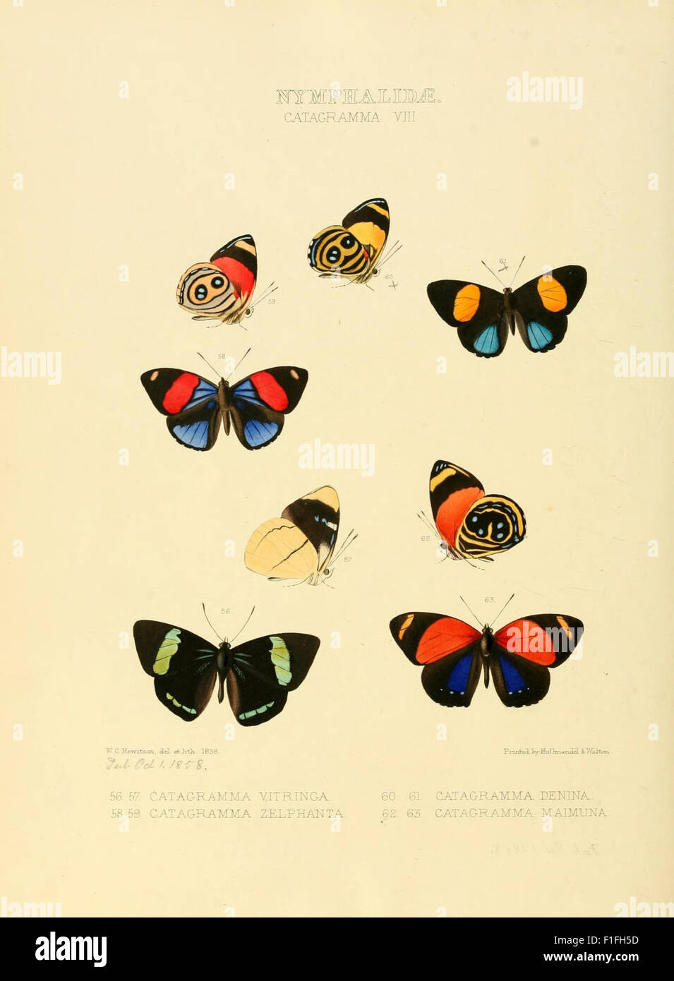 Illustrations of new species of exotic butterflies (Nymphalidae ...