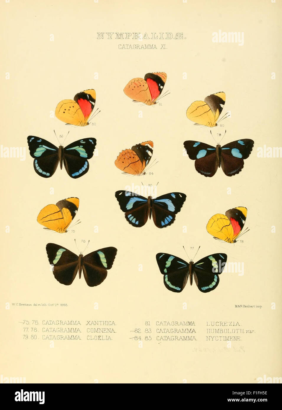 Illustrations of new species of exotic butterflies (Nymphalidae ...