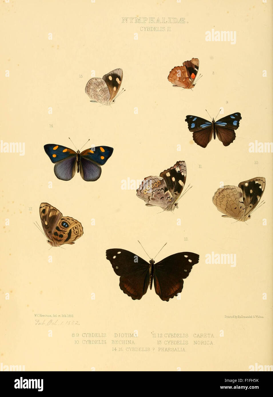 'Illustrations of New Species of Exotic Butterflies' (Nymphalidae ...