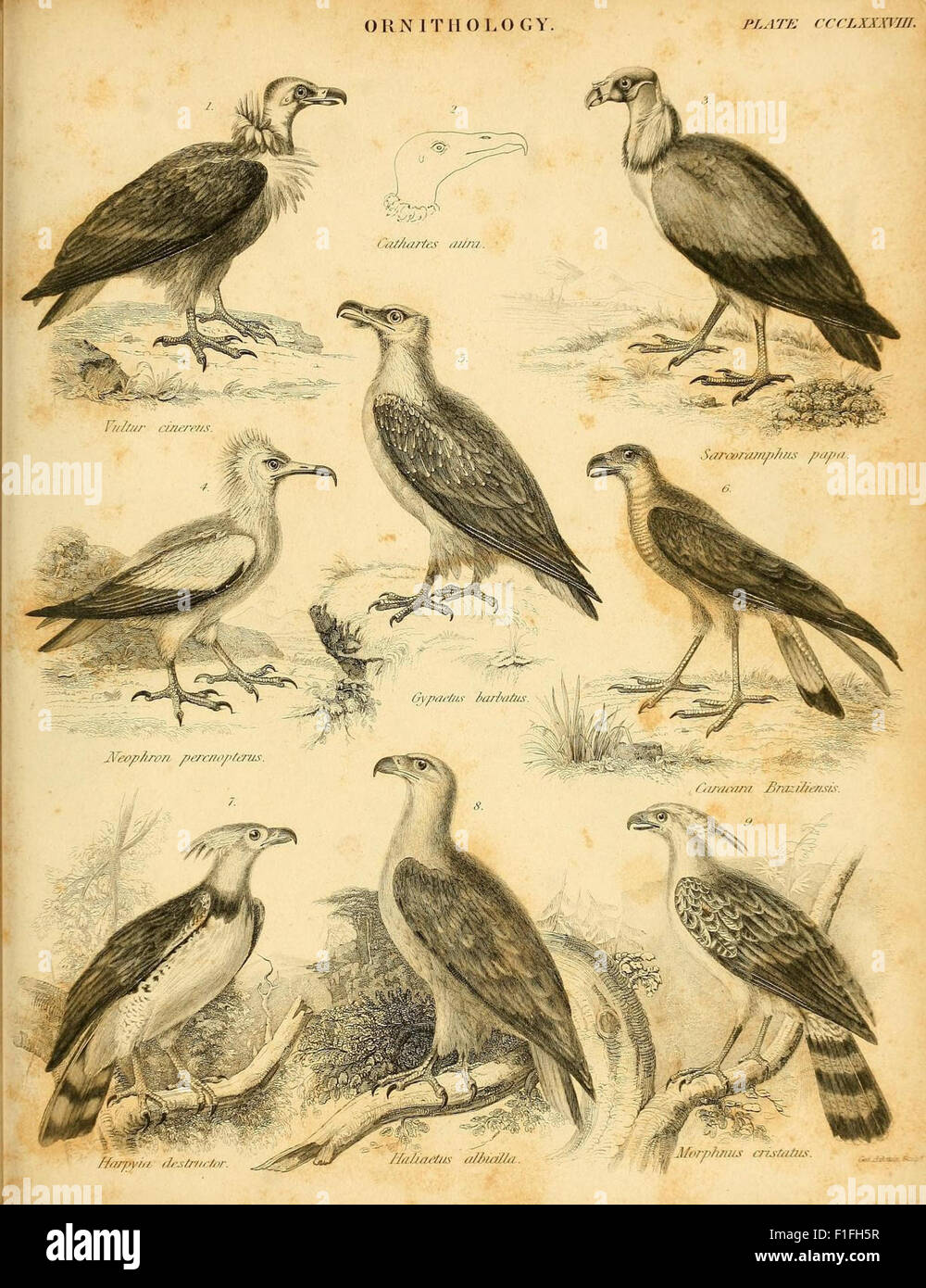 *An Introduction to the Natural History of Birds* is a foundational ...