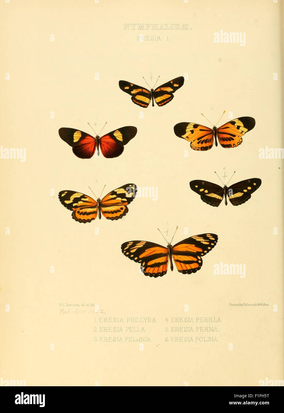 This work presents illustrations and descriptions of new species of ...