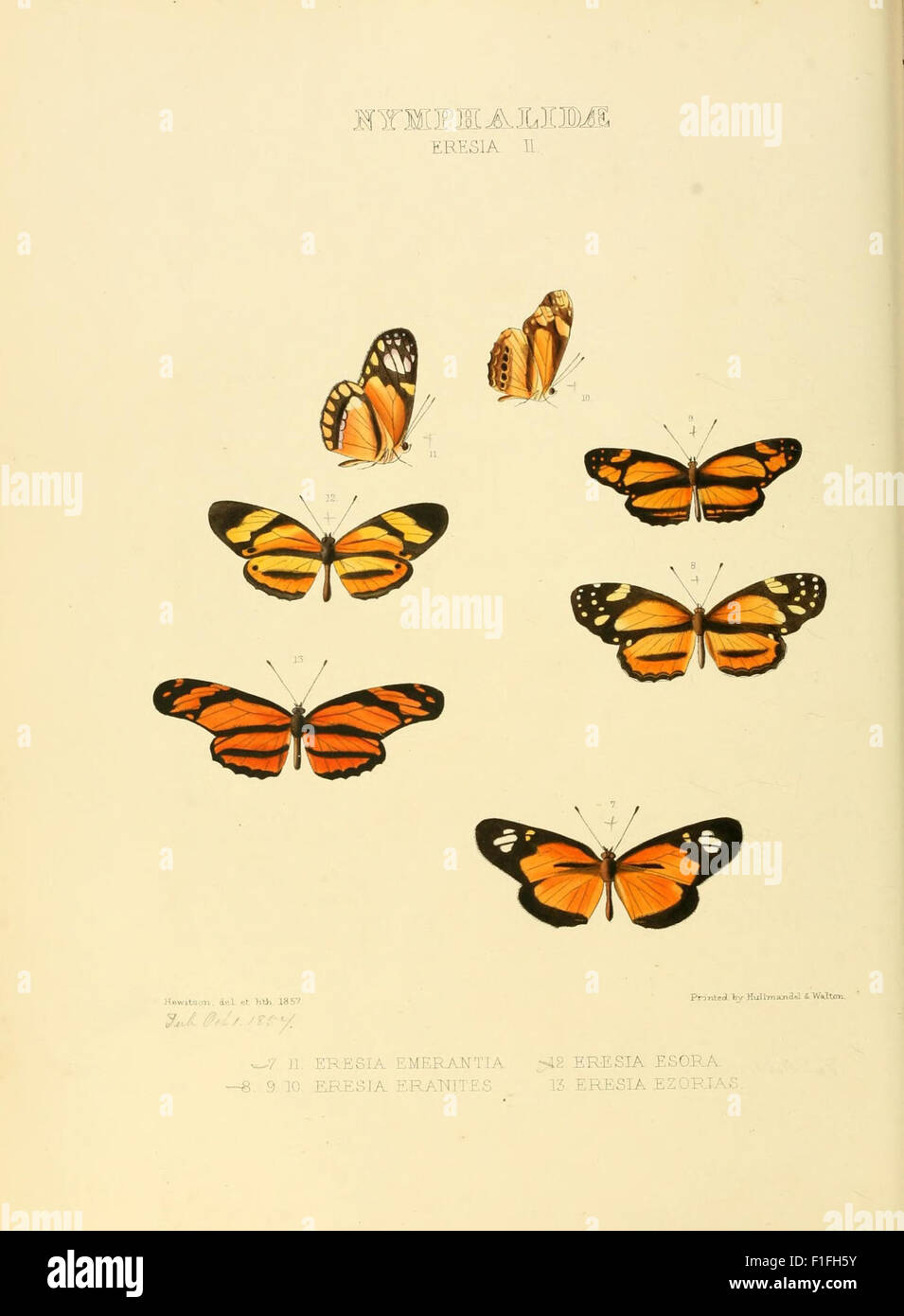 This publication focuses on the illustrations of newly discovered ...