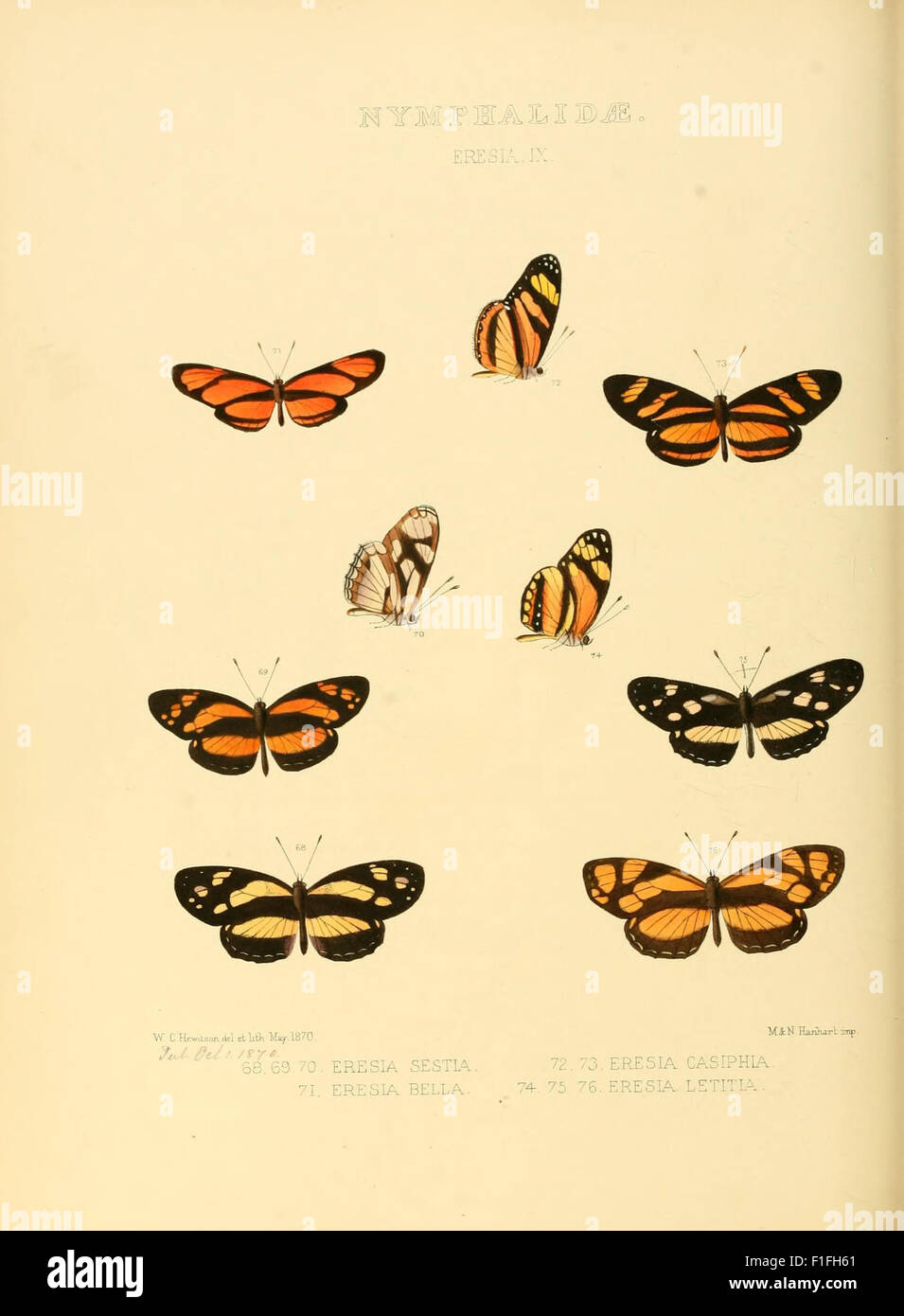 This work features illustrations of newly discovered exotic butterfly ...