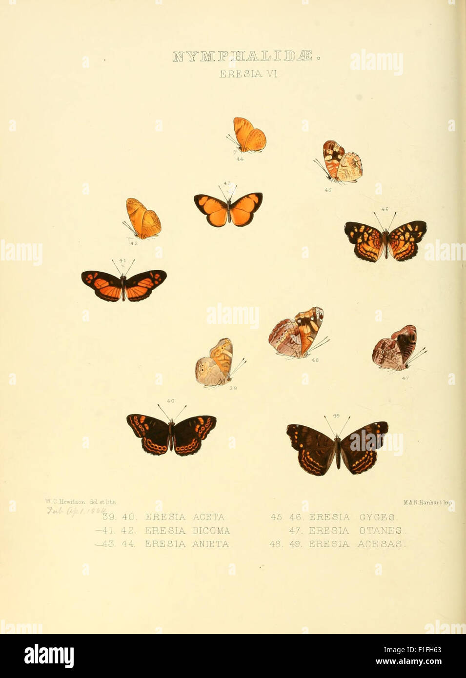 This work features new species of exotic butterflies from the ...