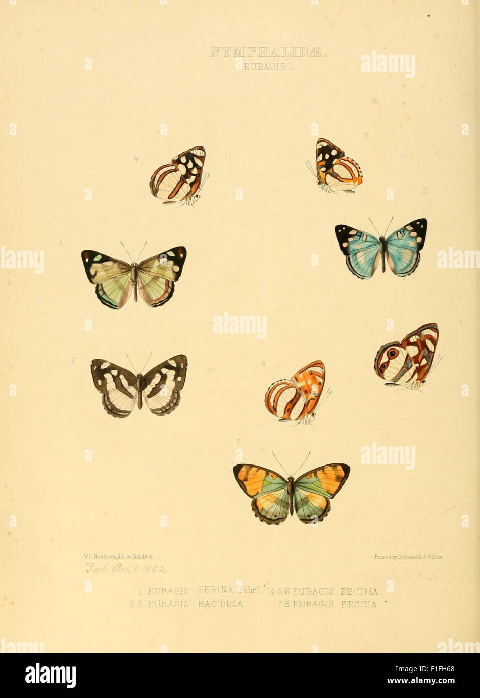This vintage work features detailed illustrations of new species of ...