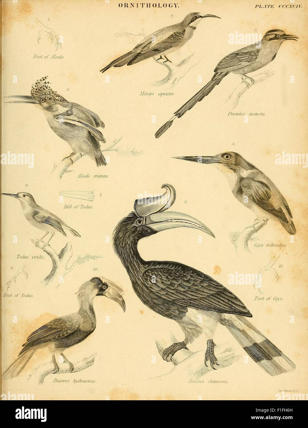 'An Introduction to the Natural History of Birds' is an educational ...