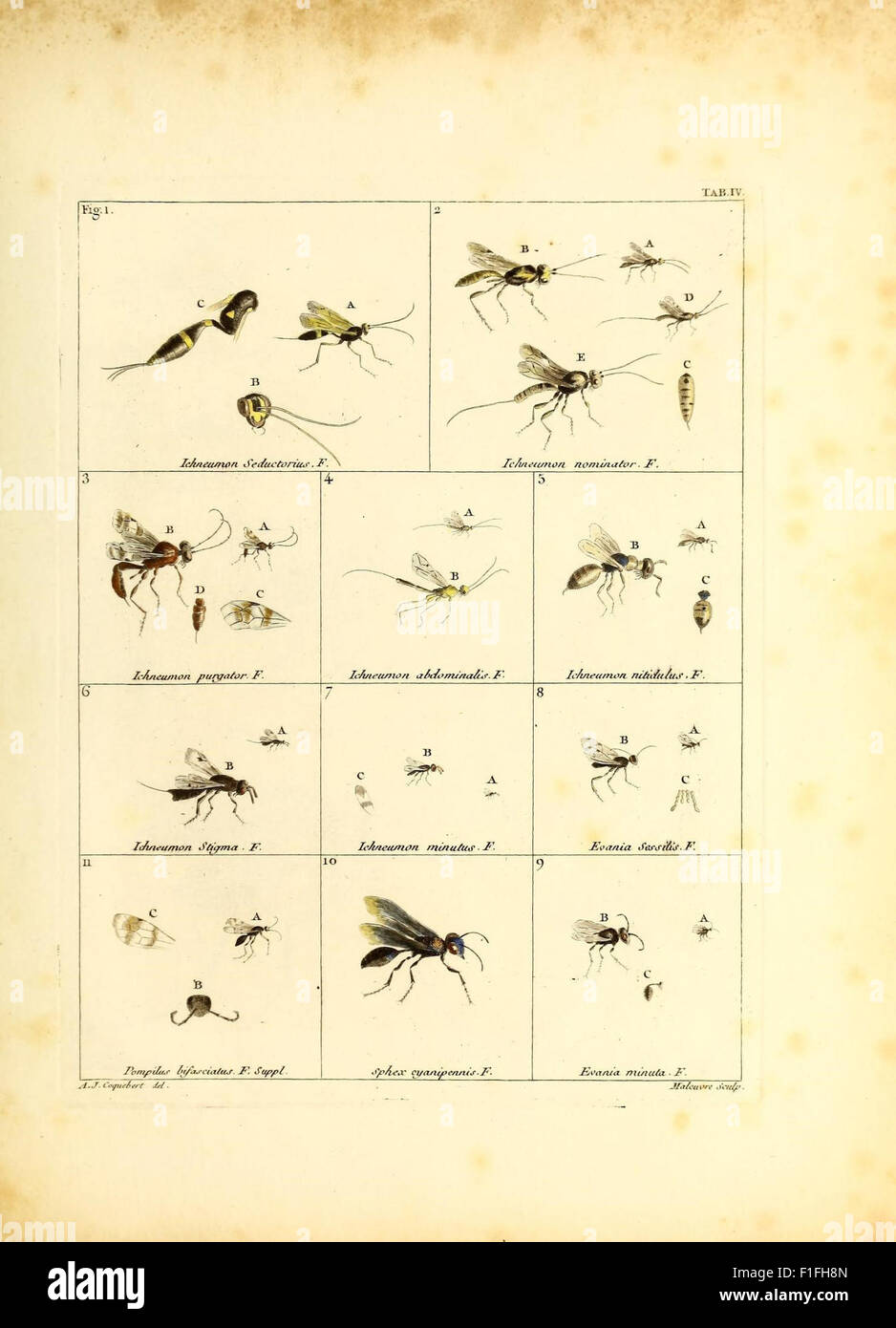 An illustration from 'Illustratio Iconographica Insectorum,' showcasing ...