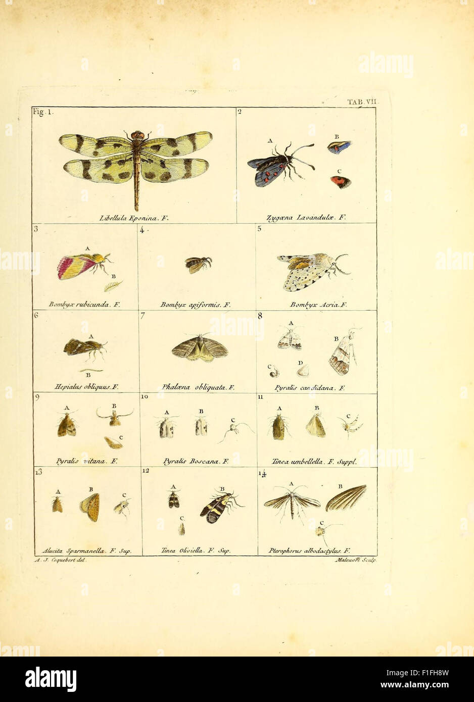 *Illustratio Iconographica Insectorum* (TAB. VII) is a detailed ...