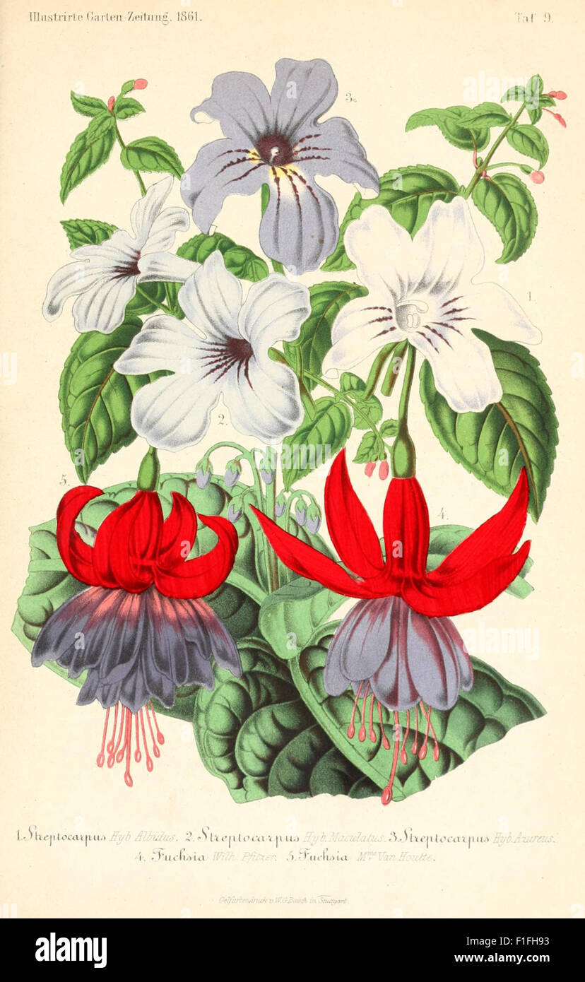 This German horticultural periodical features detailed illustrations ...