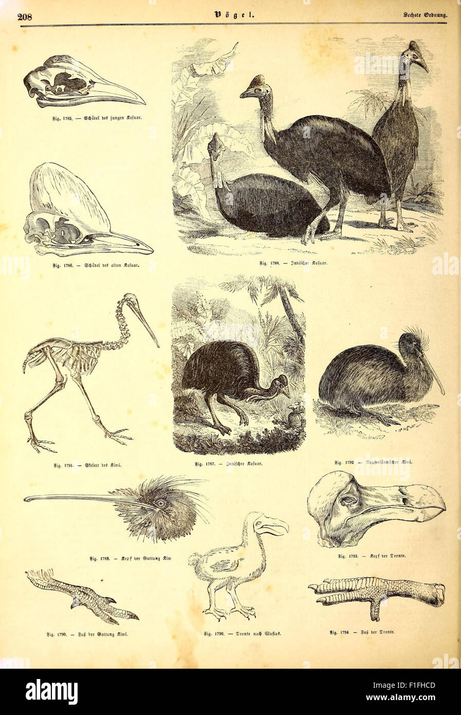 This 19th-century illustrated work provides a comprehensive overview of ...