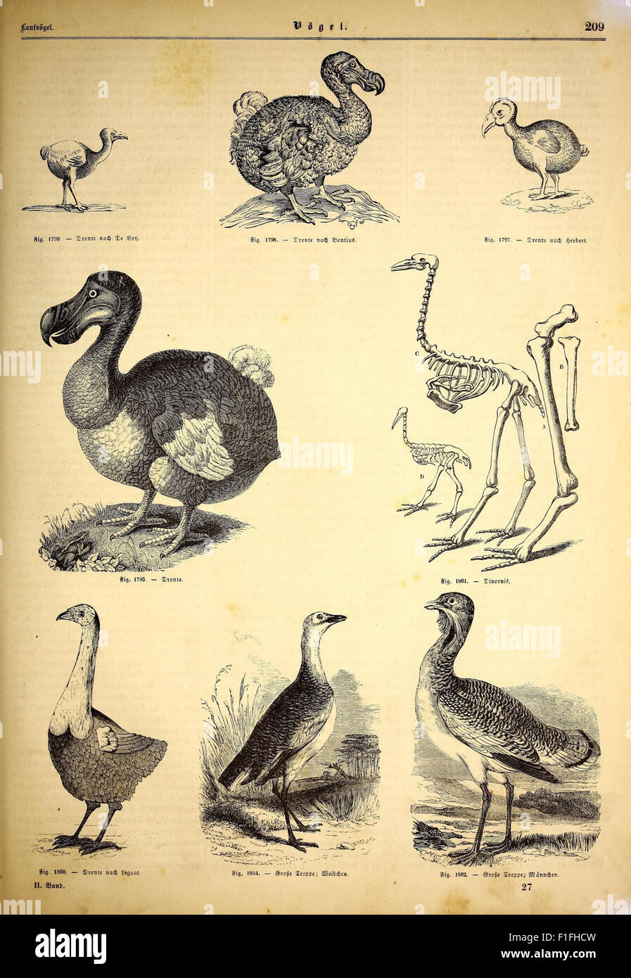 This illustrated natural history work covers various animal species ...