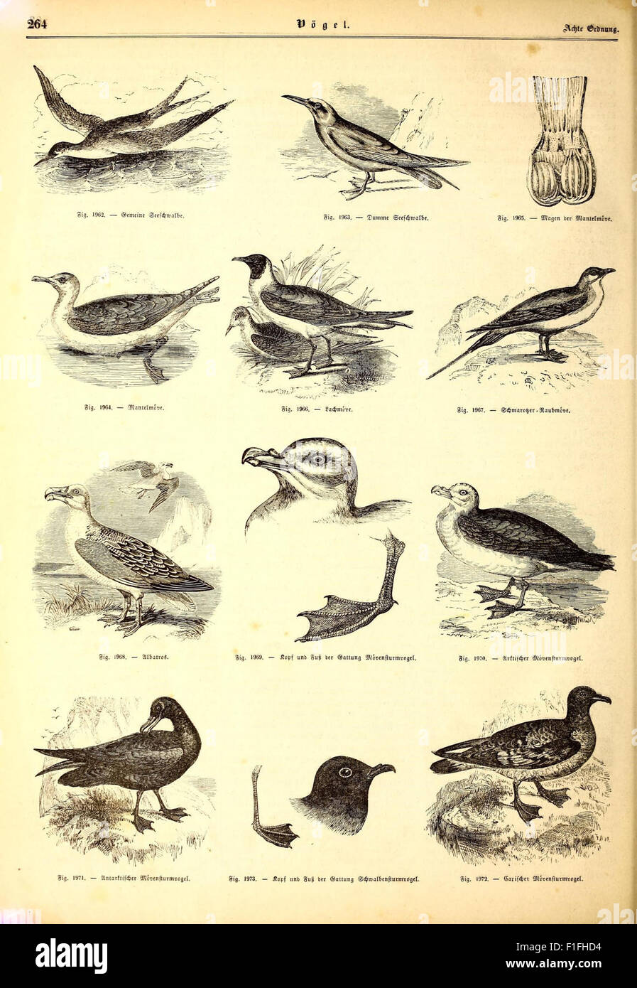 This illustrated natural history work provides detailed depictions and ...