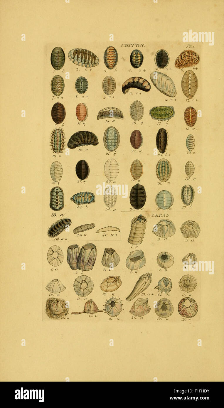 'Index Testaceologicus' is a comprehensive catalog of mollusk species ...