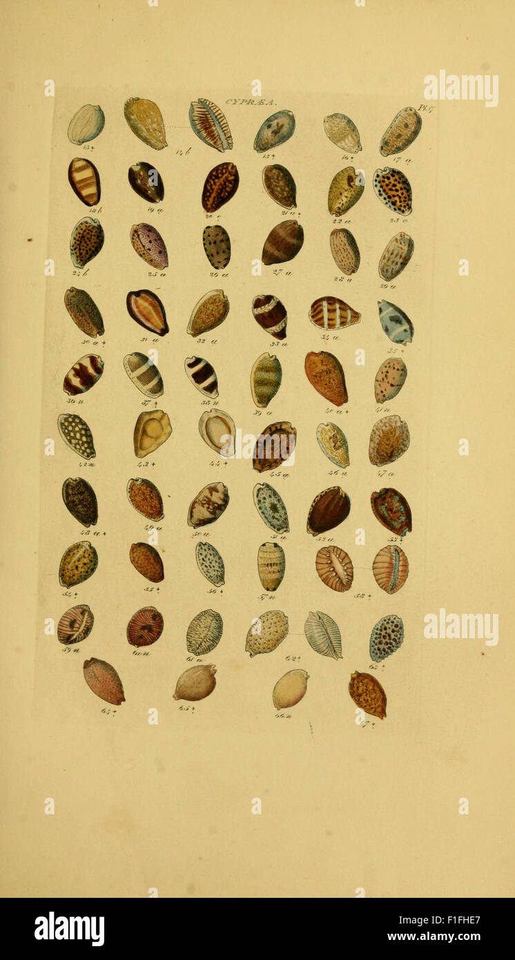 The 'Index Testaceologicus' is a detailed catalog of mollusks ...