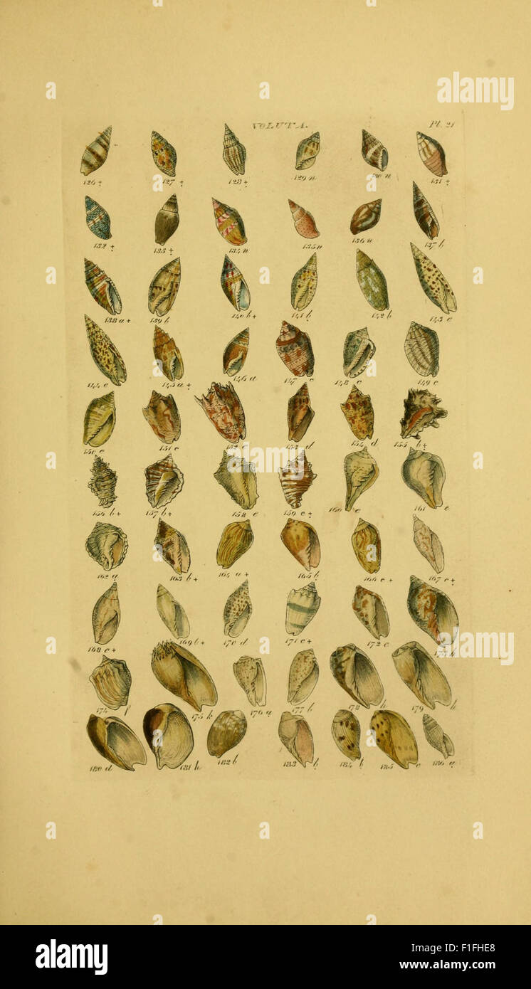 *Index Testaceologicus* catalogues the shells of mollusks, providing ...