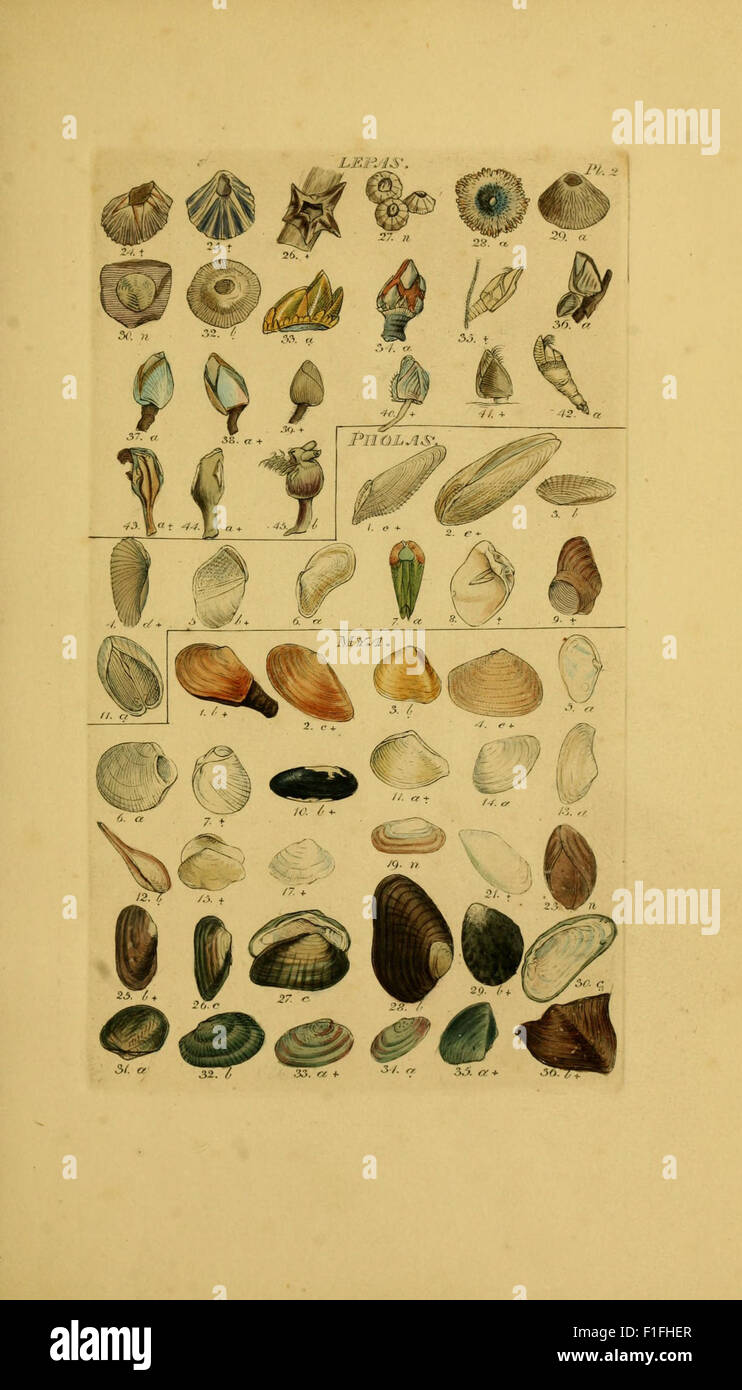'Index Testaceologicus' is a catalog of mollusks and shells, providing ...