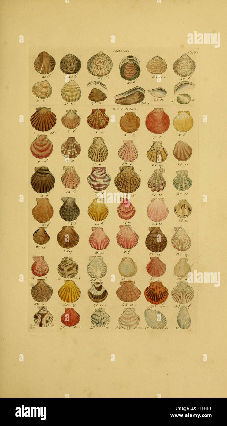 *Index Testaceologicus* is a catalog of mollusks and shells, featuring ...