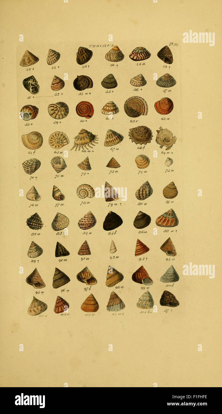 This vintage work, 'Index Testaceologicus,' is a comprehensive catalog ...