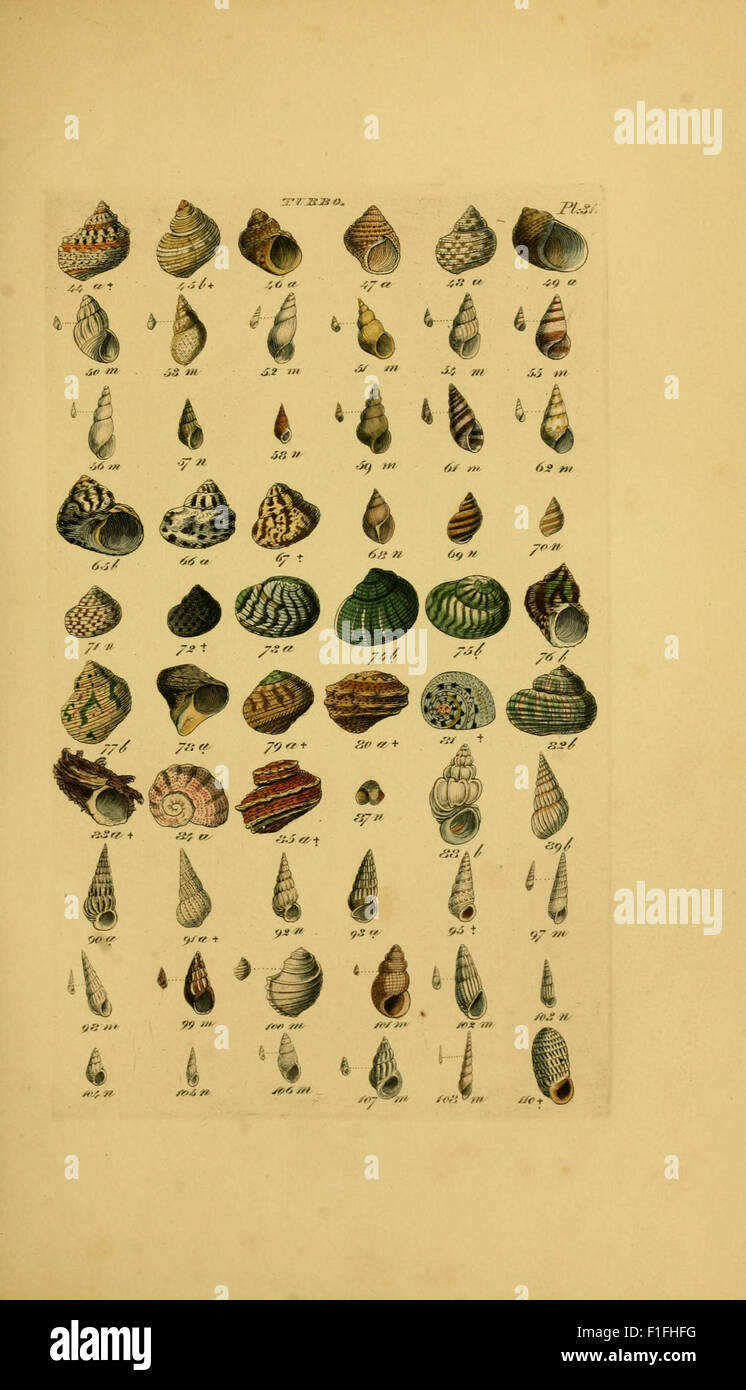 An illustration from 'Index Testaceologicus', a historical catalog of ...