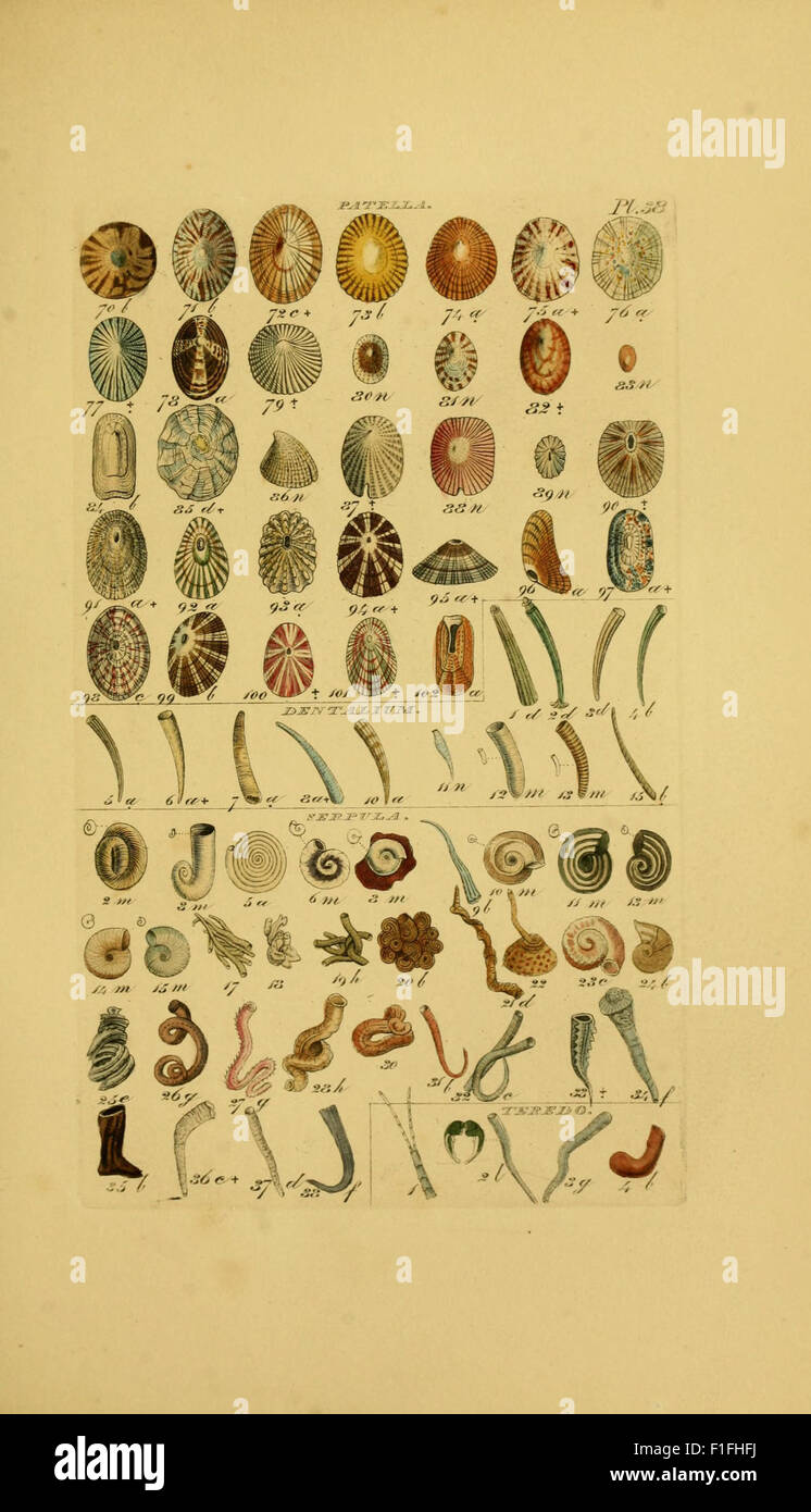'Index Testaceologicus' is a catalog of mollusk shells, documenting ...