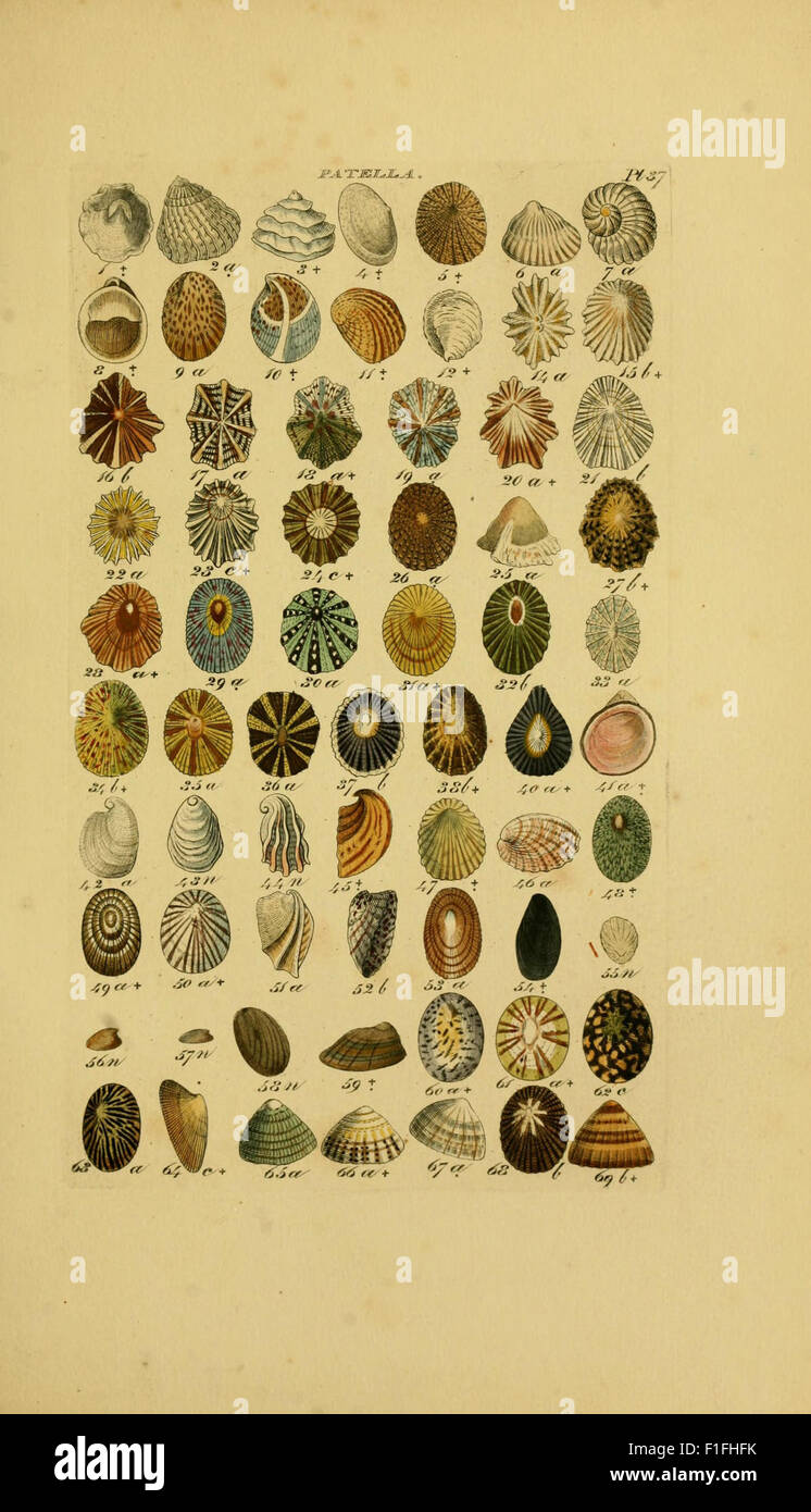 'Index Testaceologicus' is a vintage work focusing on the ...