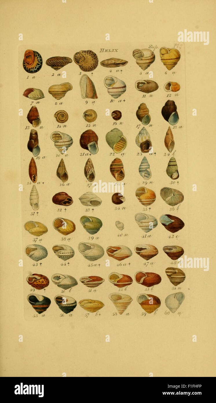 *Index Testaceologicus* is a comprehensive catalog of mollusk shells ...