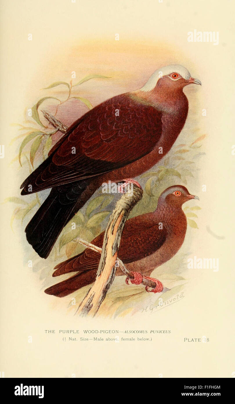 This plate features detailed illustrations of various pigeon and dove ...