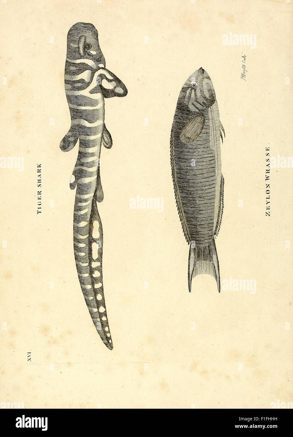 This early work on Indian zoology focuses on the classification and ...