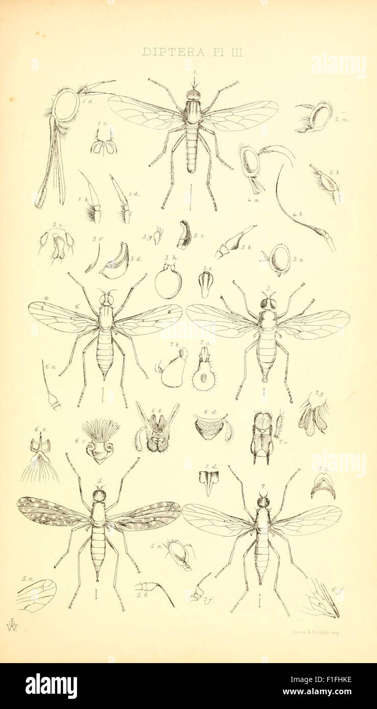 'Insecta Britannica - Diptera' by Francis Walker is an in-depth work on ...