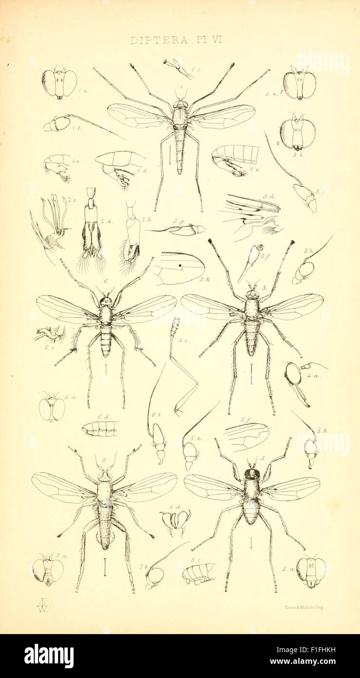 Francis Walker's 'Insecta Britanica - Diptera' provides an in-depth ...