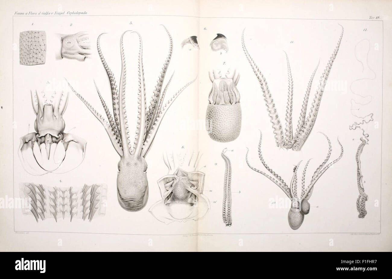 This work focuses on the cephalopod species found in the Bay of Naples ...