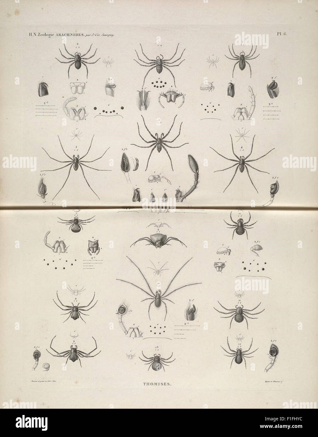 (Iconographie des crustacés et des arachnides de l'Égypte Stock Photo ...