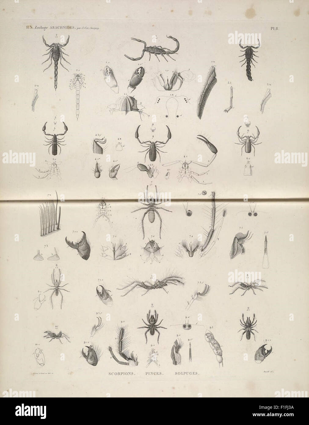 This work, *Iconographie des Crustacés et des Arachnides de l'Égypte ...