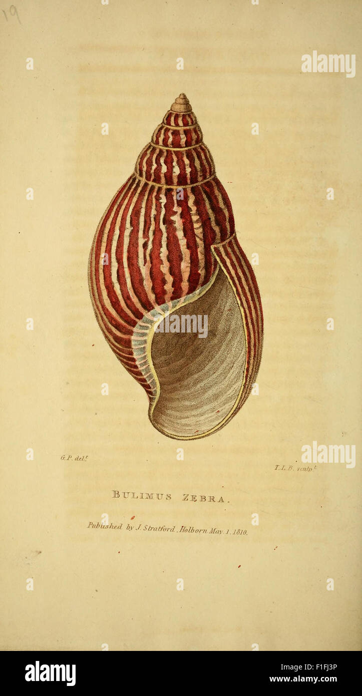 'Arcana, or, The Museum of Natural History' features illustrations of ...