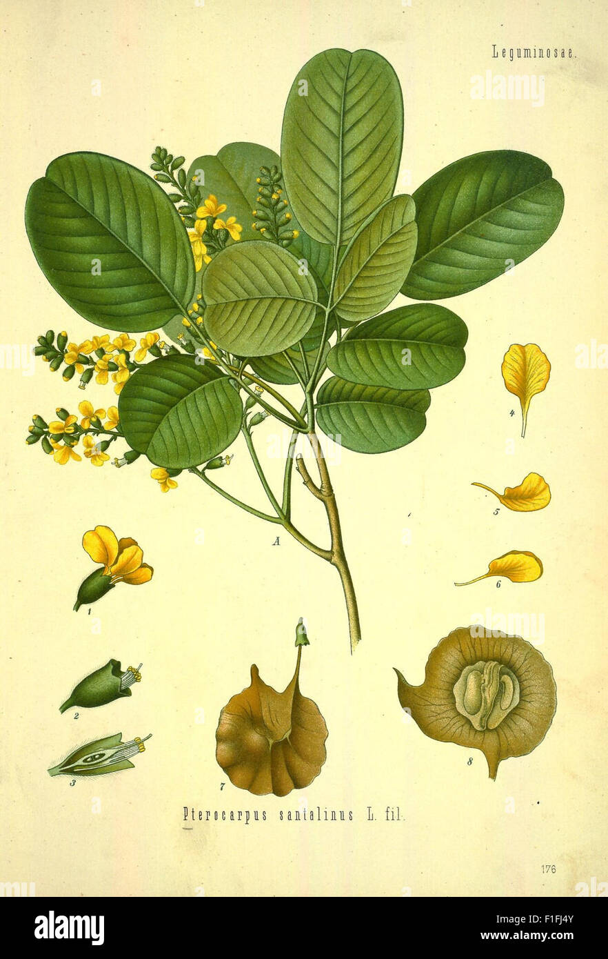 This botanical illustration plate from Köhler's Medicinal Plants ...