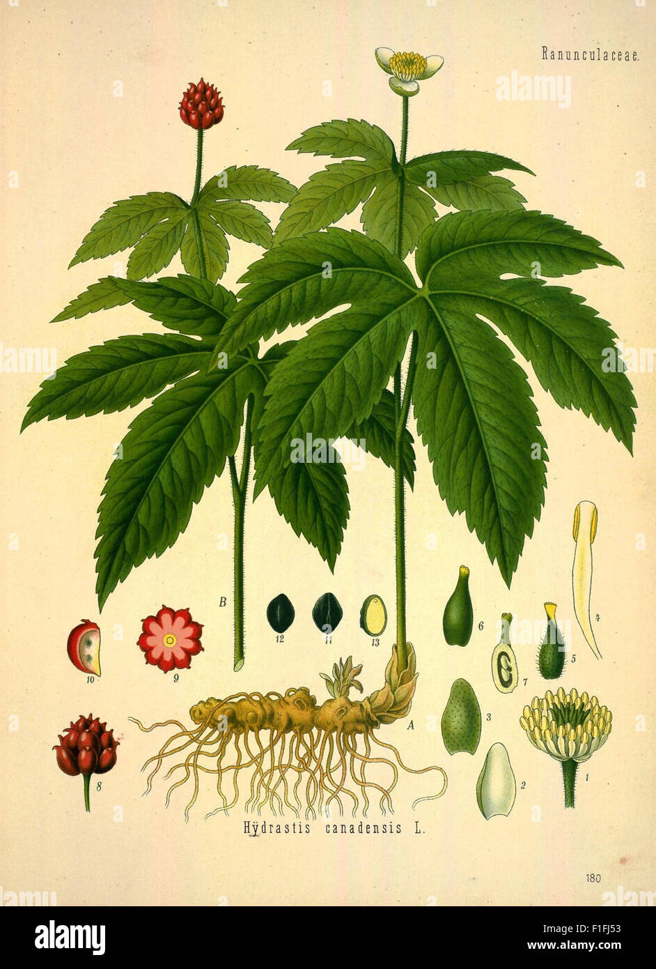 Köhler's Medicinal Plants features detailed botanical illustrations of ...
