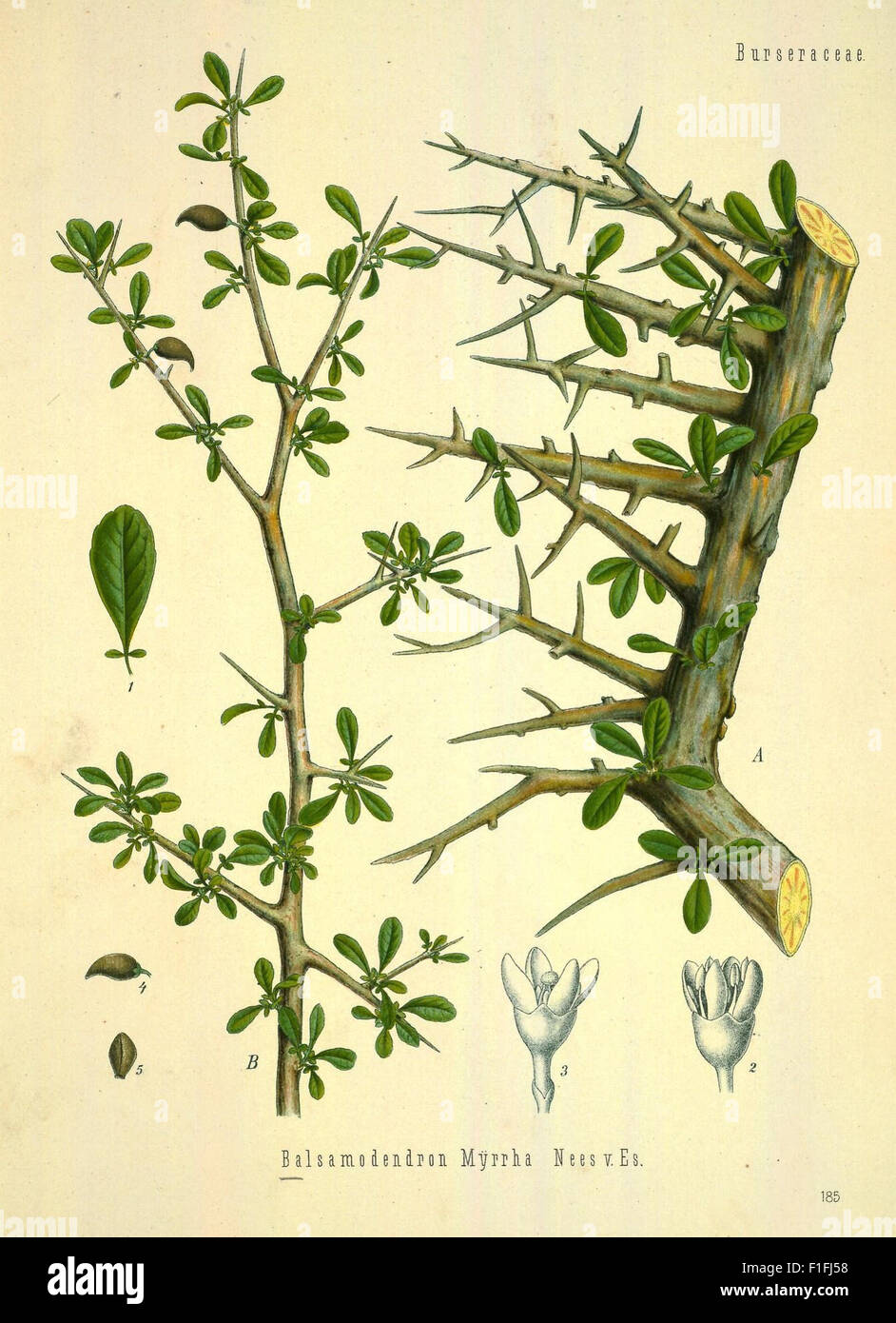 Plate 185 from *Köhler's Medicinal Plants* displays a botanical ...