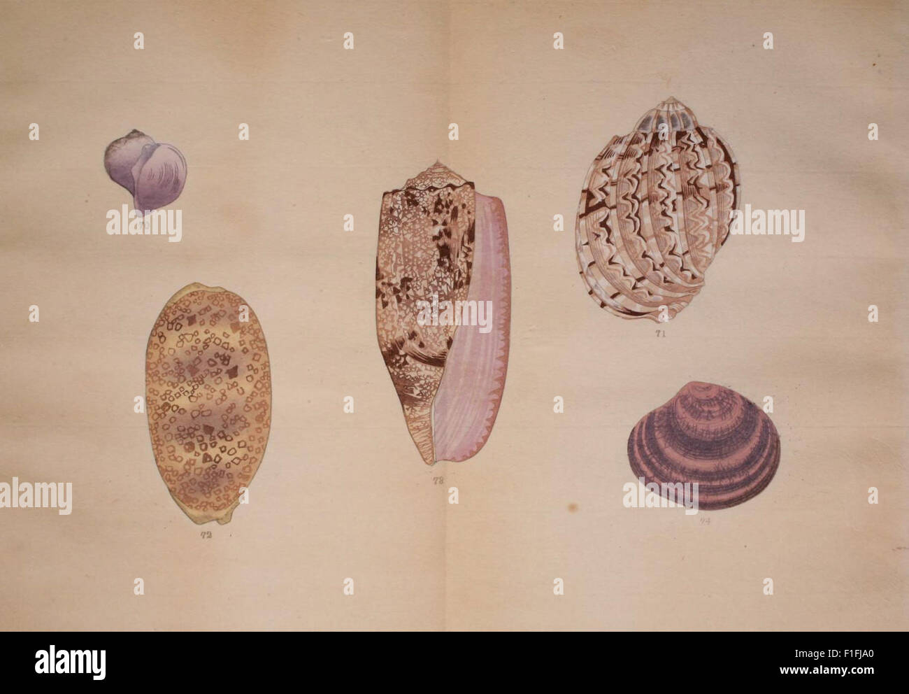 The 'Kaisenshu' is a Japanese catalog and collection of mollusks ...