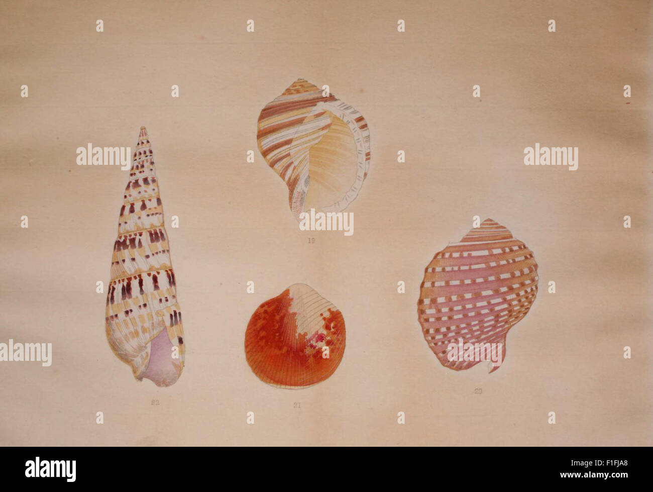 *Kaisenshu* is a historic catalog featuring illustrations and ...